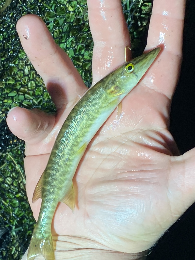 Grass Pickerel from Glenshire Dr, Jackson, MI, US on November 20, 2023 ...