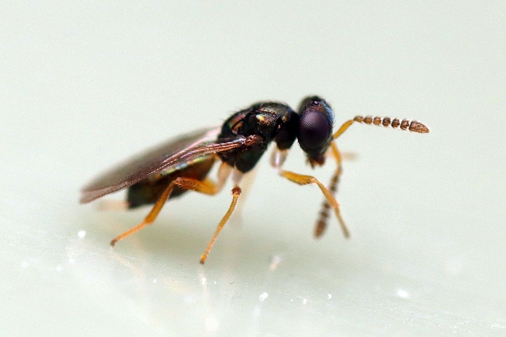 Chalcidoid Wasps from Kaeo, New Zealand on November 11, 2022 at 06:40 ...