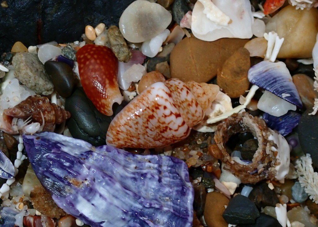 Dotted Dove Shell from Arrawarra NSW 2456, Australia on November 21 ...