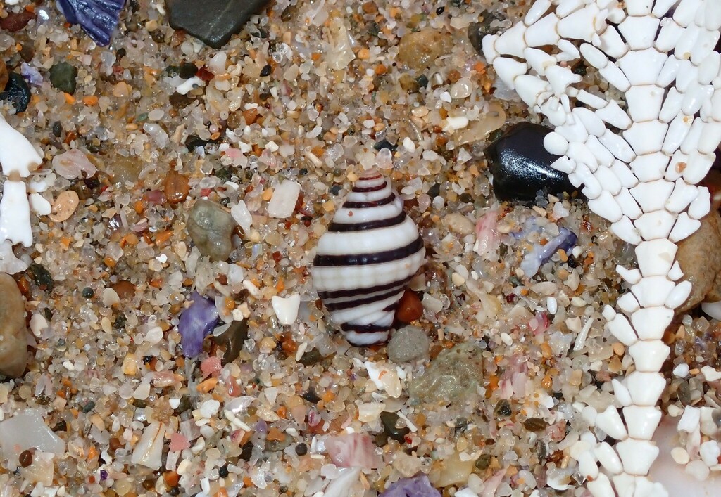 Engina lineata from Arrawarra NSW 2456, Australia on November 21, 2023 ...