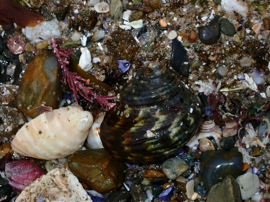 Common Warrener from Arrawarra NSW 2456, Australia on November 21, 2023 ...