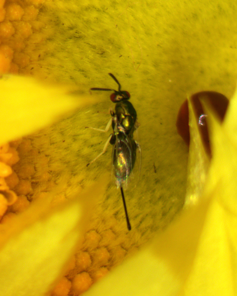 Torymus from Gordon VIC 3345, Australia on November 20, 2023 at 12:25 ...