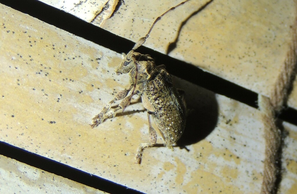 Flat-faced Longhorn Beetles from Strathdickie QLD 4800, Australia on ...