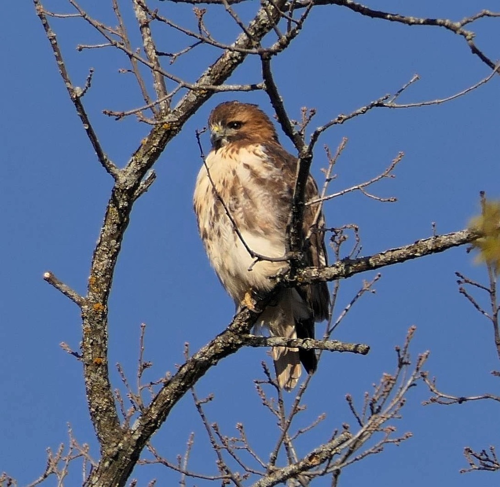Red-tailed Hawk from Rockcliffe - Manor Park, Ottawa, ON, Canada on ...