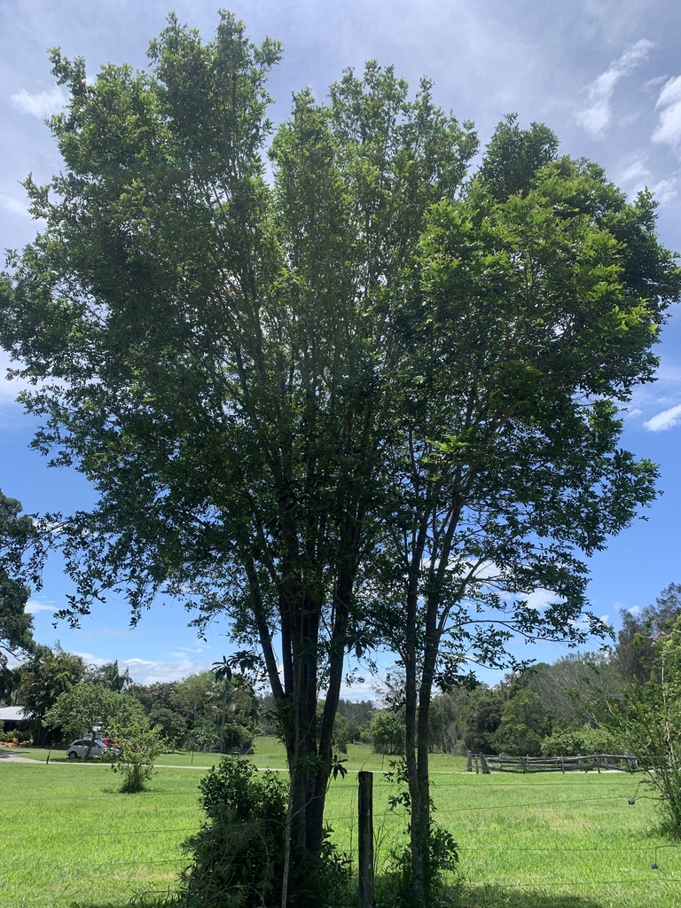 Cheese Tree from Yellow Rock Rd, Urunga, NSW, AU on November 21, 2023 ...