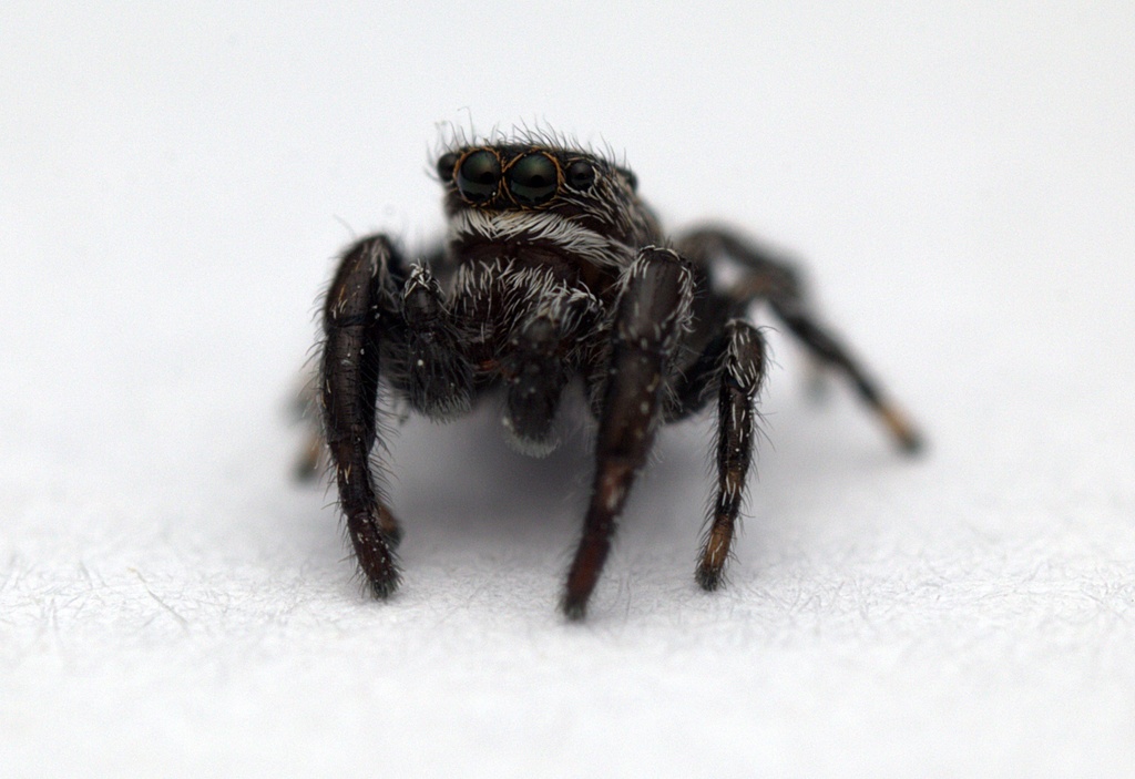 Jumping Spiders from Kaeo, New Zealand on November 12, 2022 at 01:54 PM ...