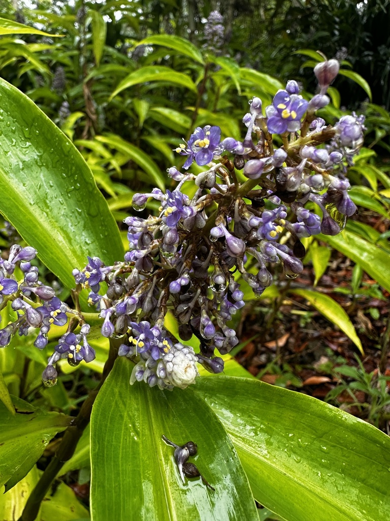 Pollia macrophylla from Cooloolabin Rd, Cooloolabin, QLD, AU on ...