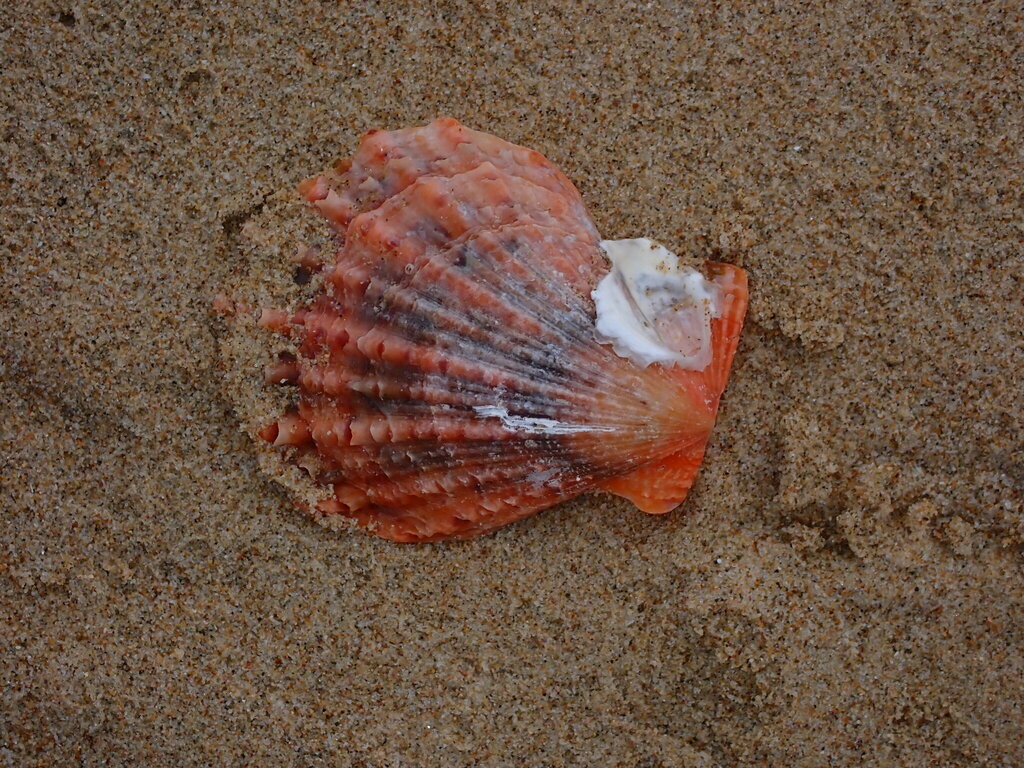 Livid Fan Scallop from Arrawarra NSW 2456, Australia on November 21 ...