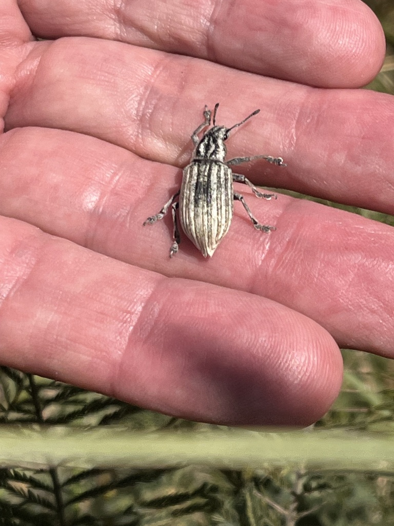 Ericydeus viridans from San Cristóbal Tepontla, San Pedro Cholula, Pue ...