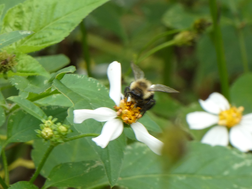 Common Eastern Bumble Bee from Hilton Head Island, SC, USA on November ...