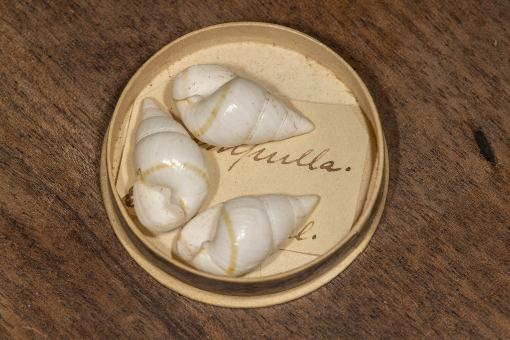 Partulina tappaniana in December 1893 by Sean Werle. These observations ...