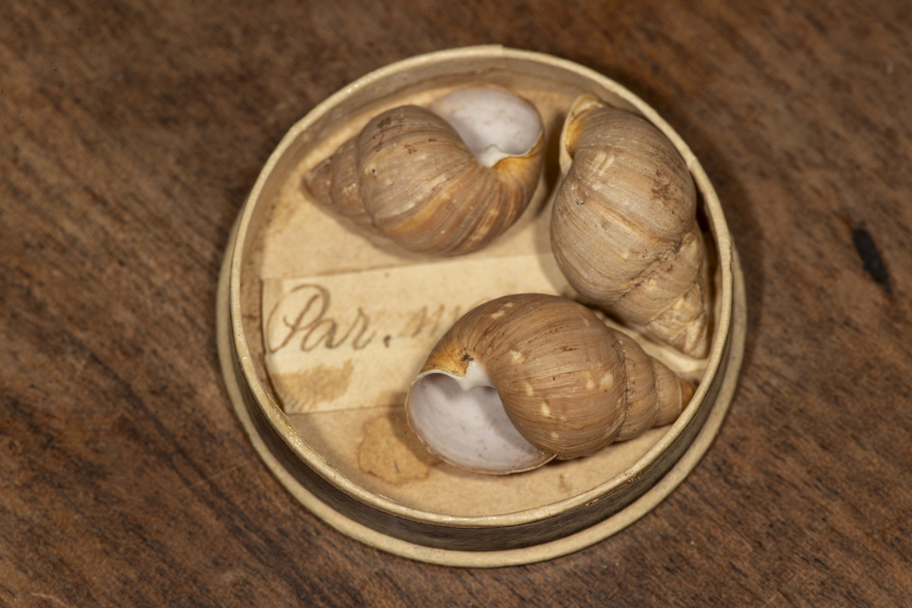 Partulina marmorata from oahu on December 31, 1893 by Sean Werle. These ...