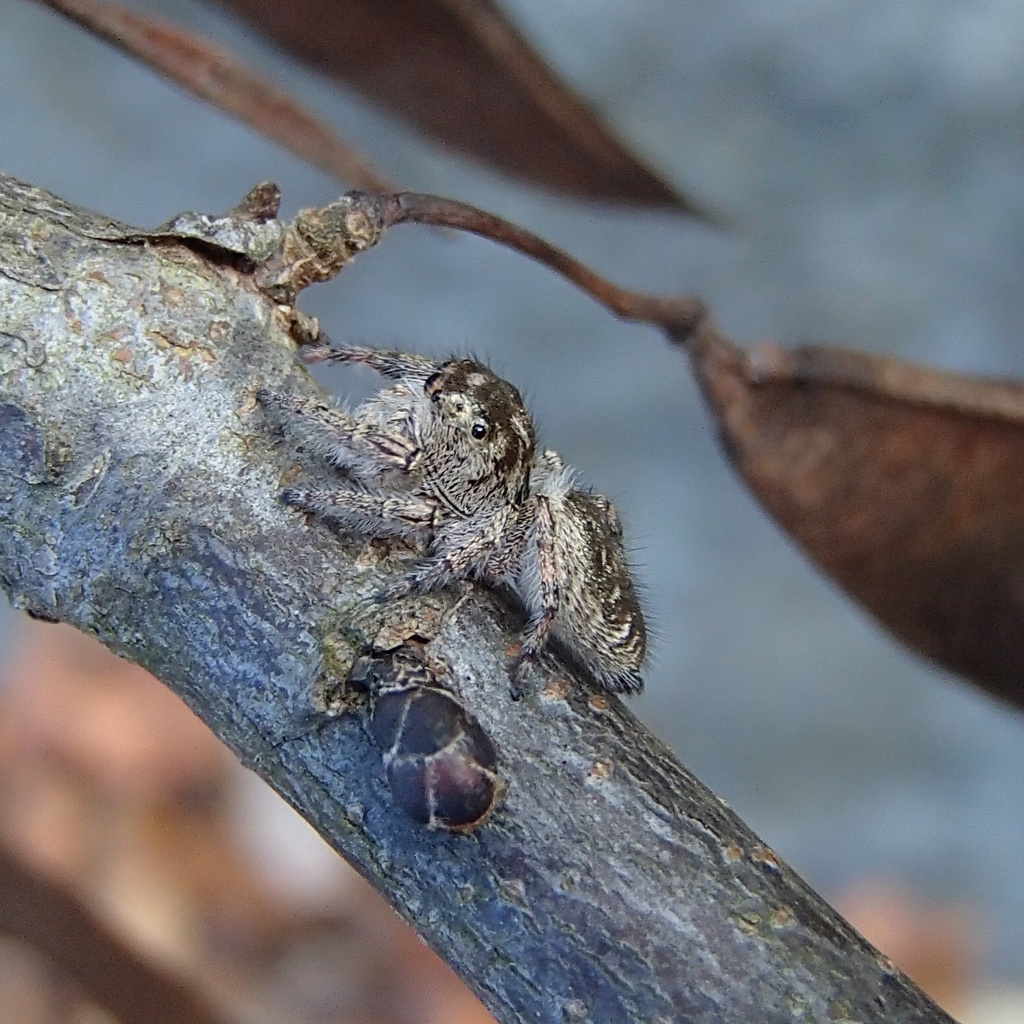 Bronze Jumping Spider in October 2023 by the_knower · iNaturalist