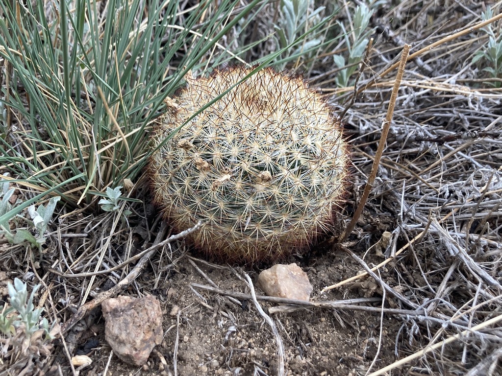 Mountain Ball Cactus from Crescent Meadows Trailhead, Boulder County ...
