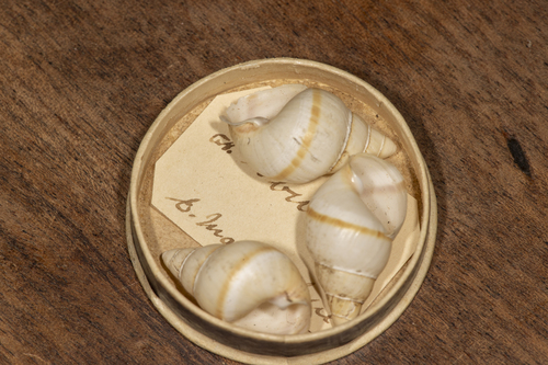 Partulina dubiosa · iNaturalist