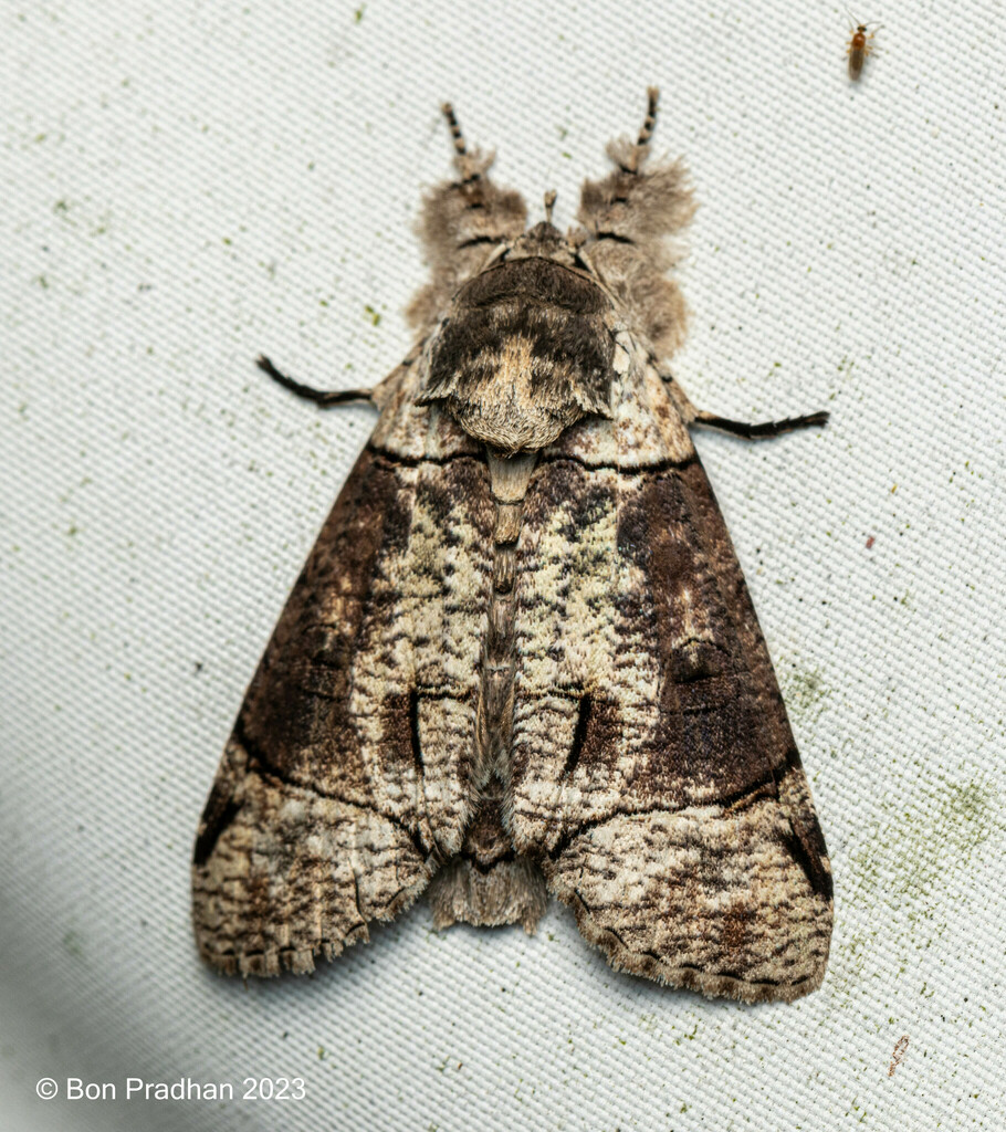 Gadirtha pulchra from Darjeeling town, Gandhi Road, Darjeeling, West ...