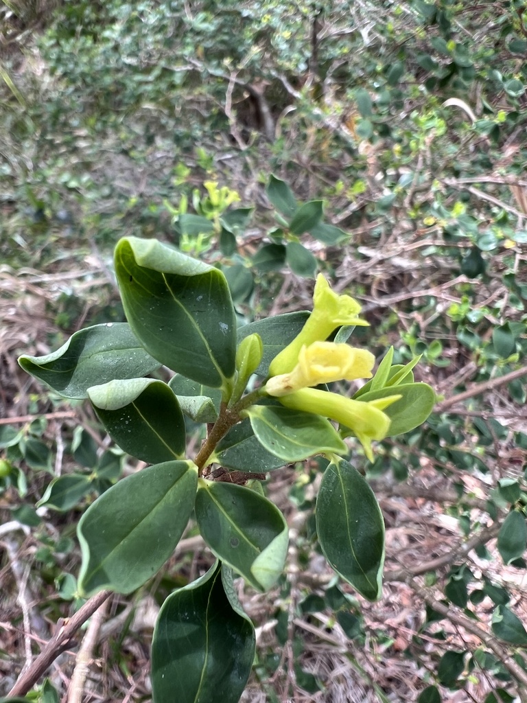 Bootlace Plant from Myall Lakes National Park, Mungo Brush, NSW, AU on ...