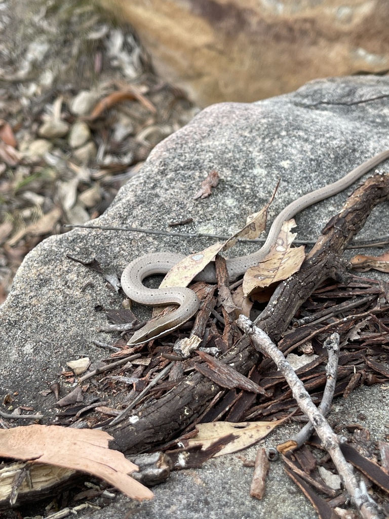 Burton's Snake-lizard from White Rock, QLD, AU on November 19, 2023 at ...