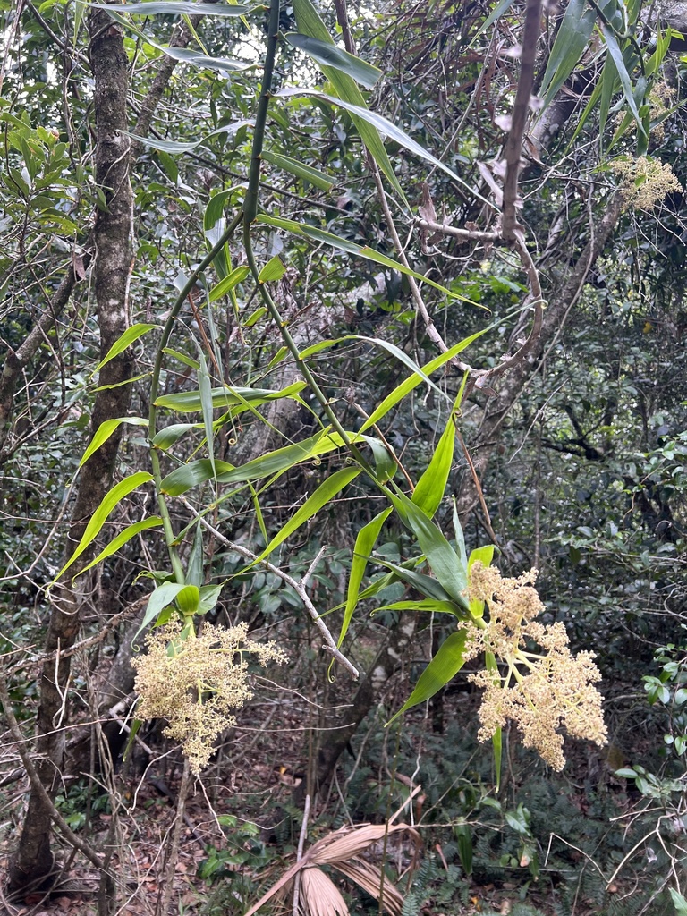 Indian Bushcane from Myall Lakes National Park, Mungo Brush, NSW, AU on ...