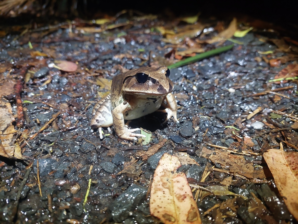 Great Barred-Frog from Mount Glorious QLD 4520, Australia on November ...