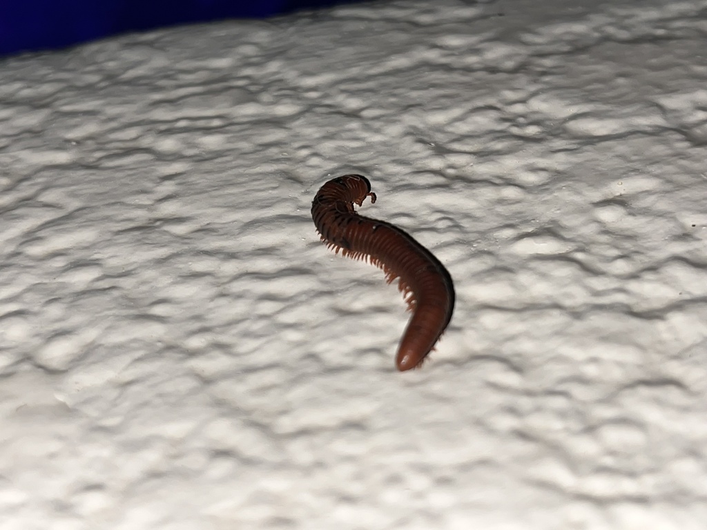 Rusty Millipede from Burford Cir, Davenport, FL, US on November 20 ...