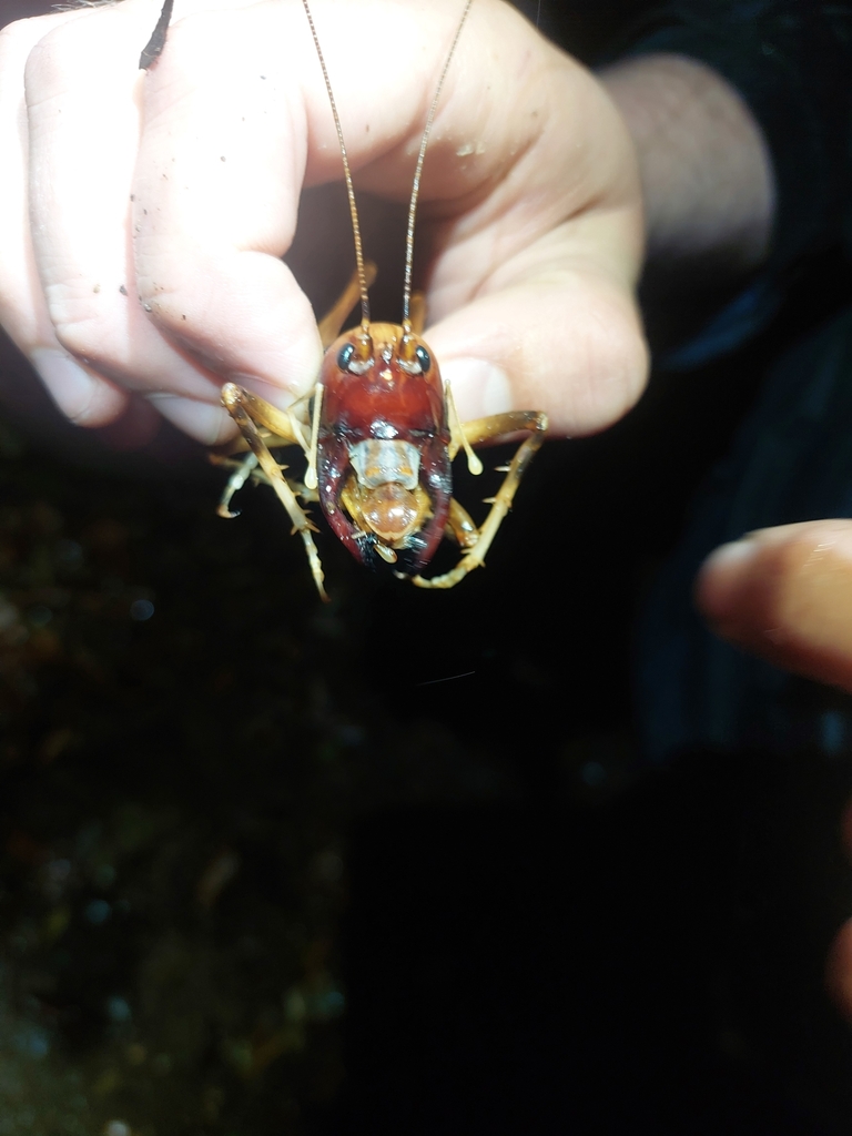Giant King Cricket from Mount Glorious QLD 4520, Australia on November ...