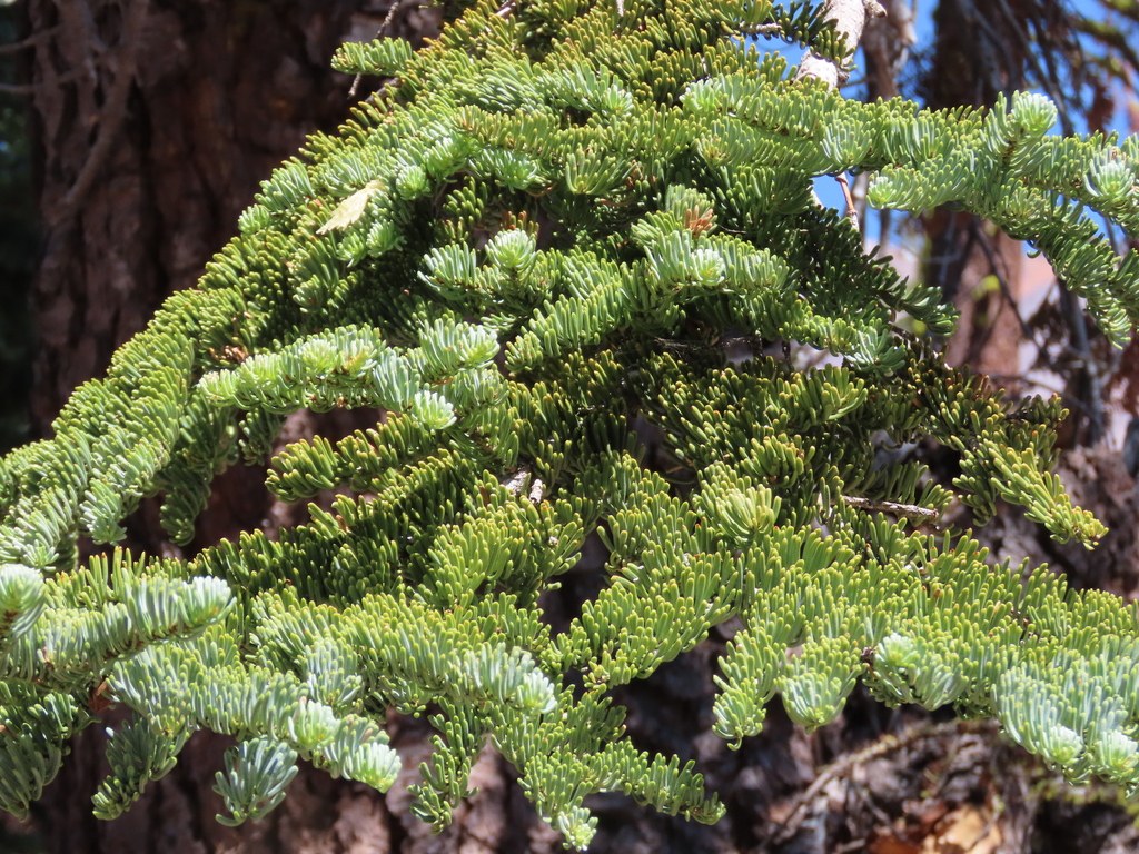 Shasta Red Fir from Siskiyou County, CA, USA on August 14, 2023 at 11: ...