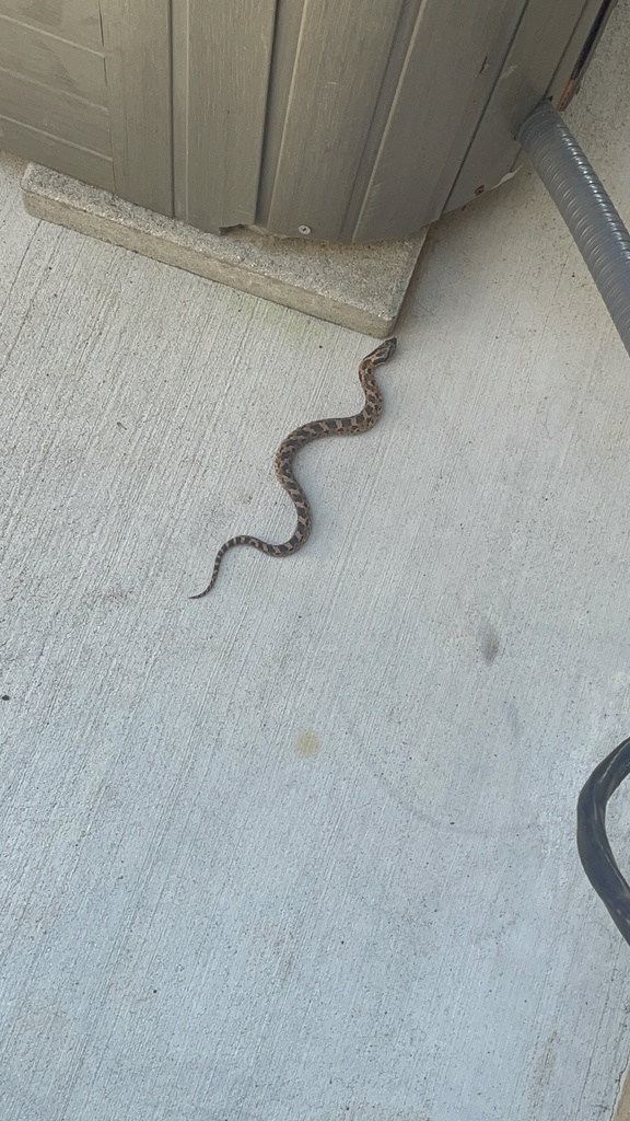 Eastern Hognose Snake from Collinswood Ct, Denton, MD, US on June 20 ...