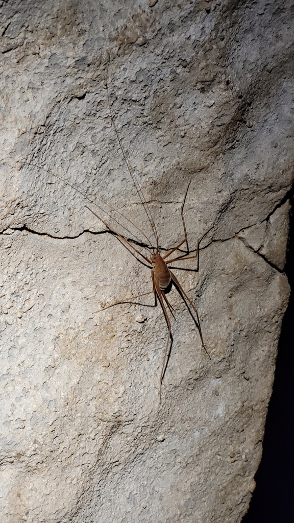 Eastern Cave Crickets in November 2023 by Christian DeCelle · iNaturalist