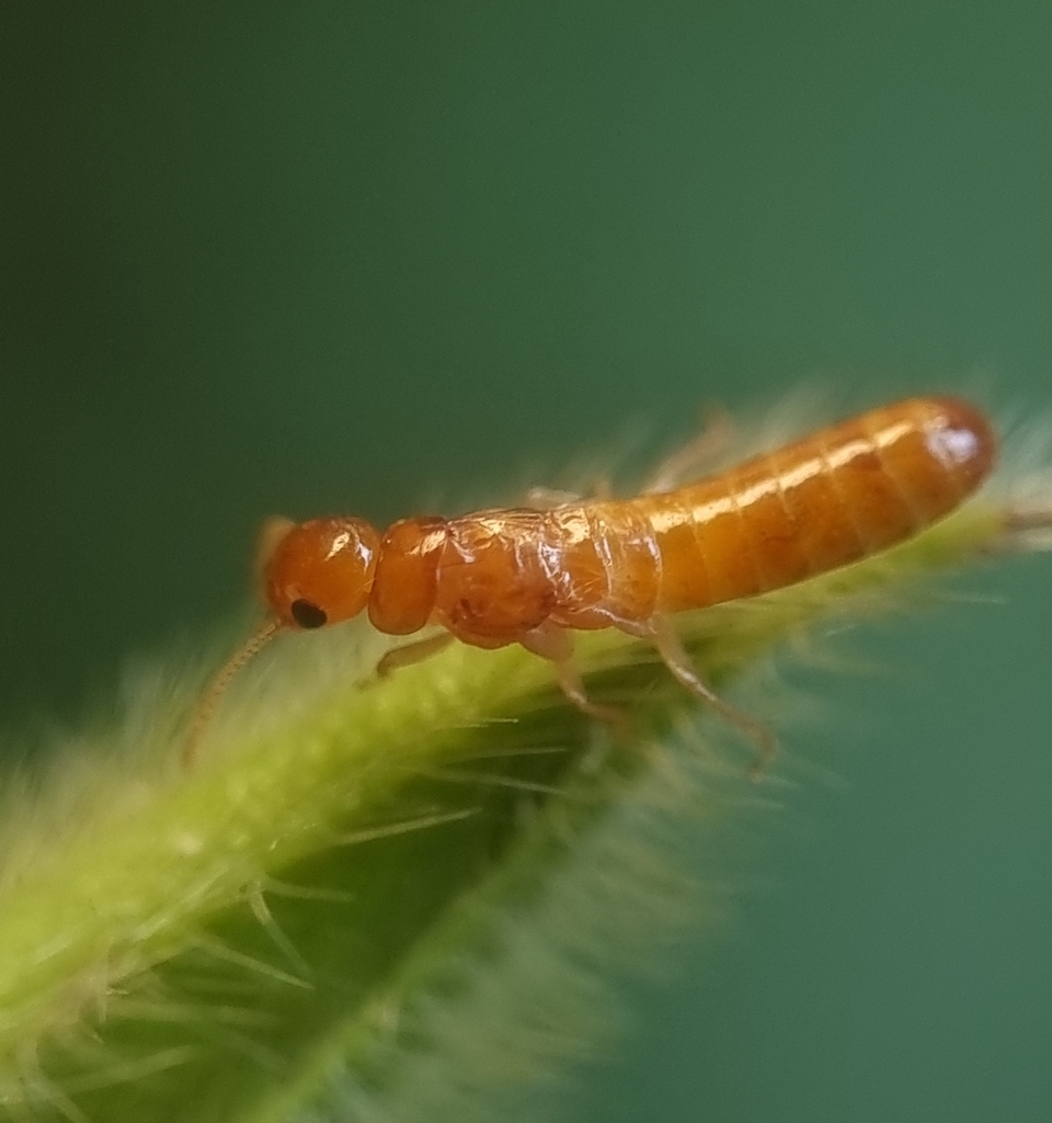 Drywood Termites from Central Water Catchment, Singapore on August 28 ...