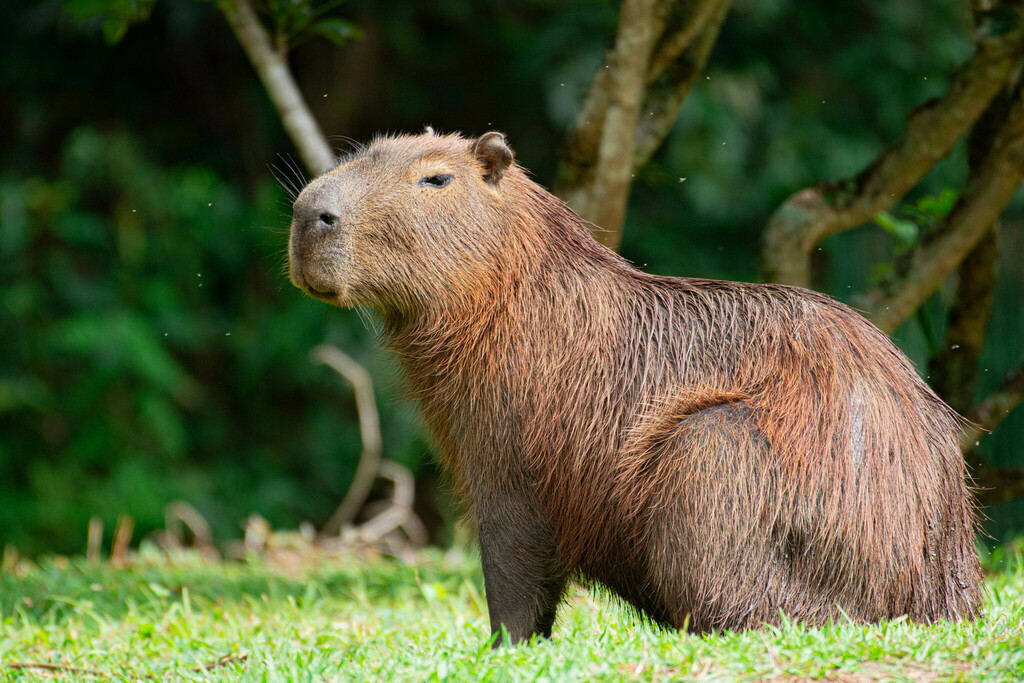 Capybara from Telêmaco Borba - PR, Brasil on May 15, 2022 at 02:29 PM ...