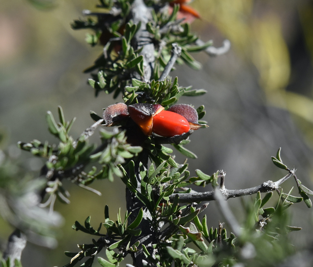 Texas lignum-vitae from Brewster County, TX, USA on November 17, 2023 ...
