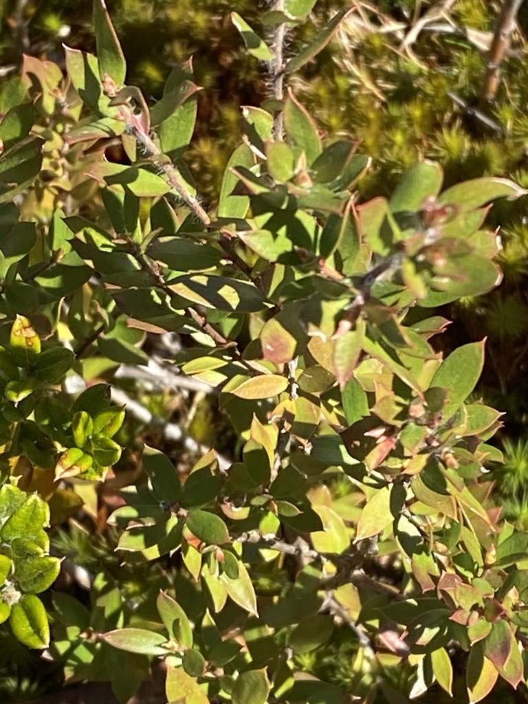 mountain tea-tree from Bimberi Nature Reserve, Rendezvous Creek, ACT ...