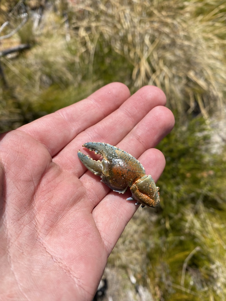 Alpine Spiny Crayfish in October 2023 by Ciaran Ernst-Russell · iNaturalist