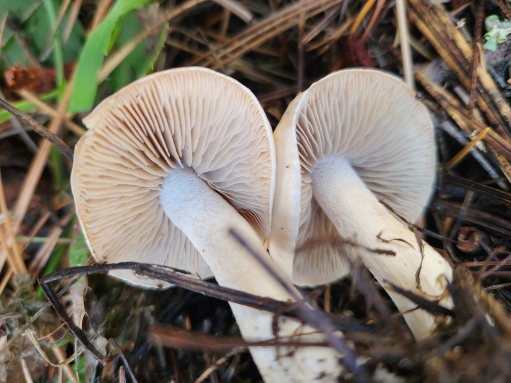 Hebeloma velutipes in November 2023 by Ngail · iNaturalist