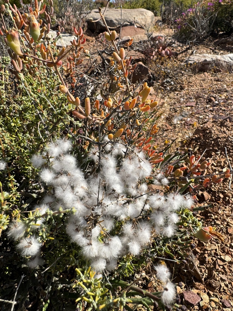 Cape Snow Bush from Steinkopf, NC, ZA on October 26, 2023 at 04:41 PM ...