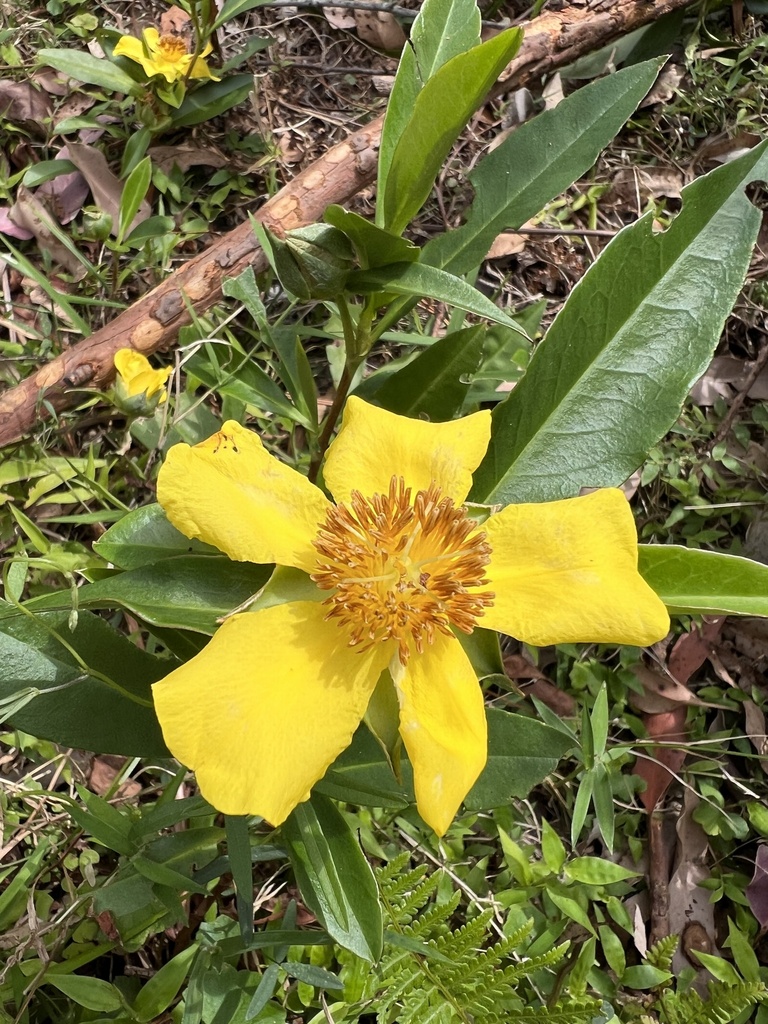 Climbing Guinea flower from Dharug National Park, Gunderman, NSW, AU on November 20, 2023 at 02: ...