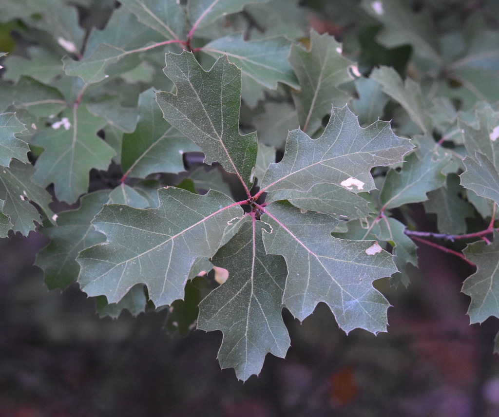 Chisos Red Oak from Brewster County, TX, USA on November 17, 2023 at 10 ...