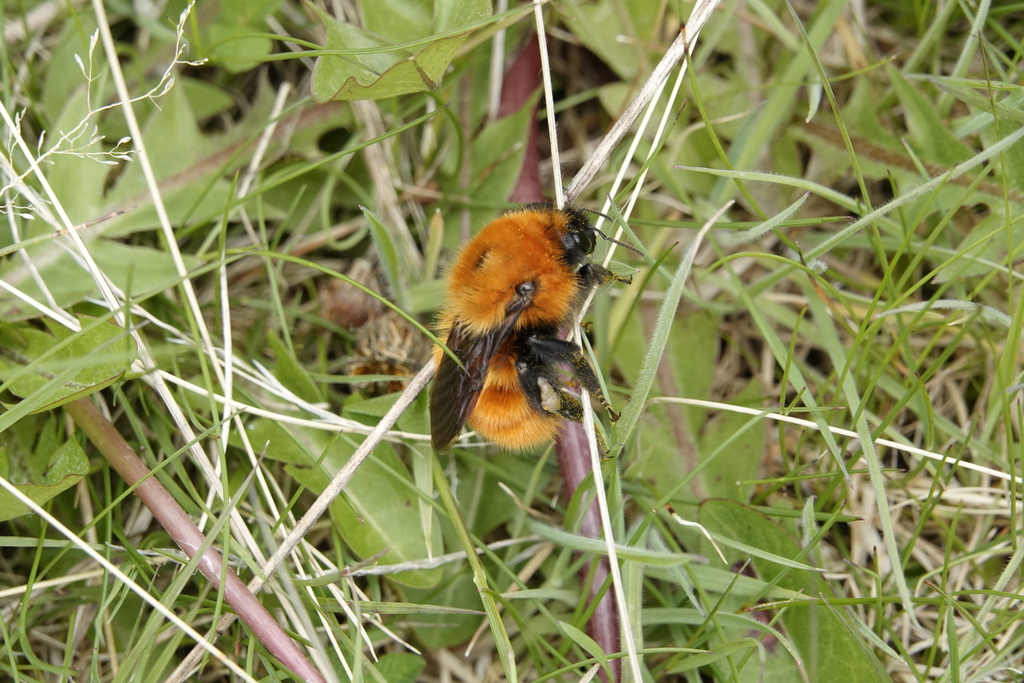 Giant Bumble Bee in November 2023 by Paul Prior · iNaturalist