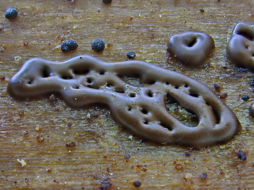Genus Enteridium · iNaturalist