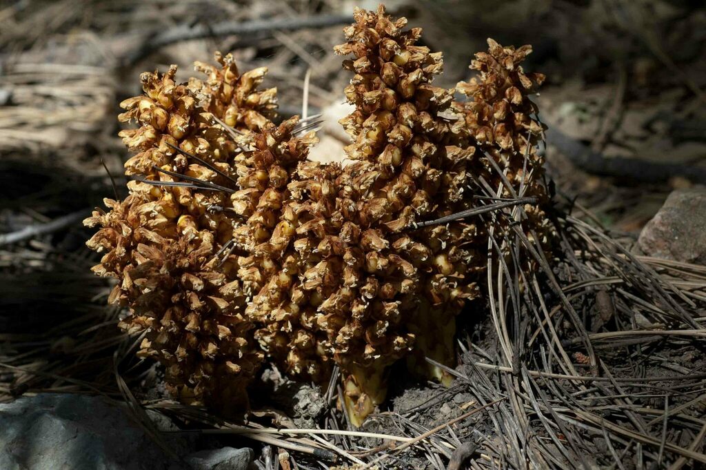 alpine cancer-root in June 2012 by Moses Michelsohn · iNaturalist