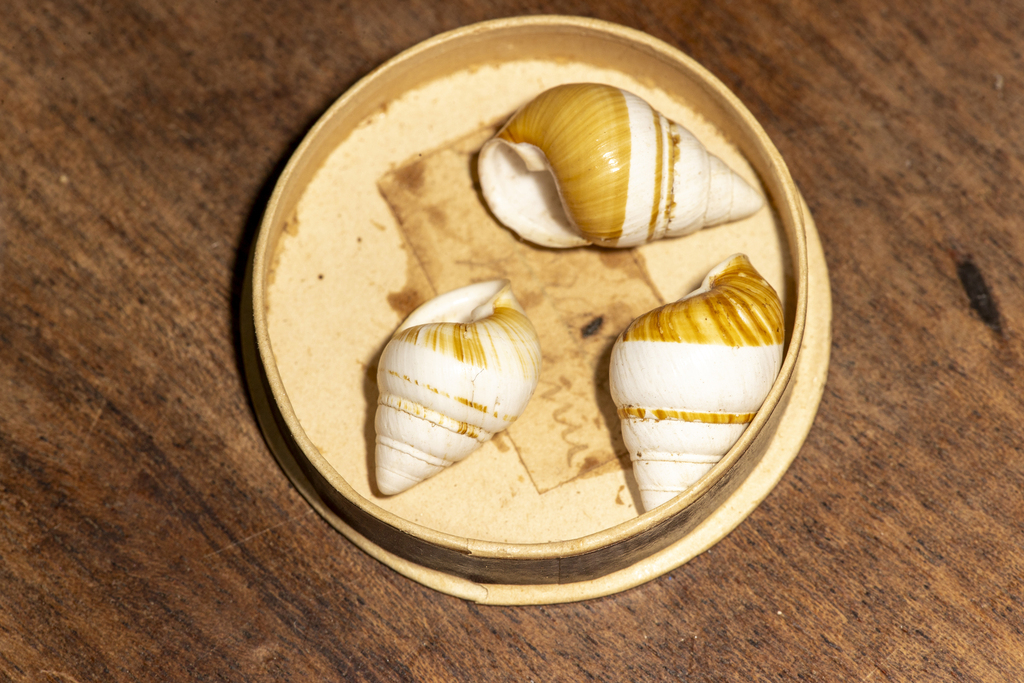 Achatinella lorata in December 1893 by Sean Werle. These observations ...