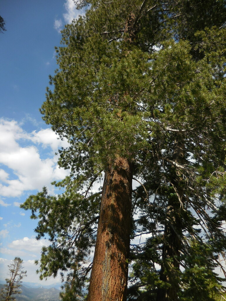 western white pine from Kern Plateau on August 18, 2022 at 03:44 PM by ...