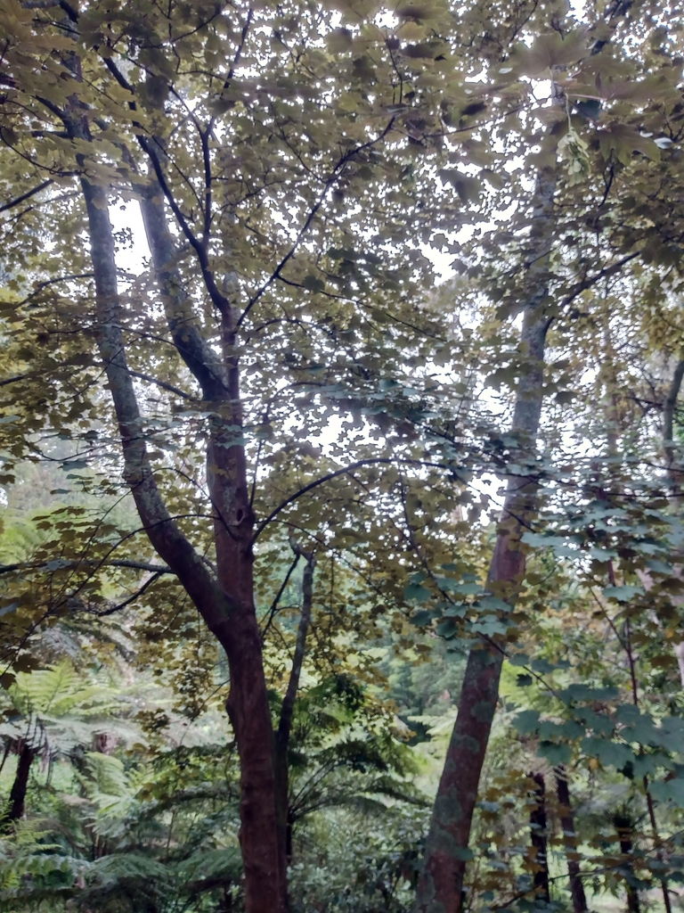 sycamore maple from Belgrave VIC 3160, Australia on November 21, 2023 ...