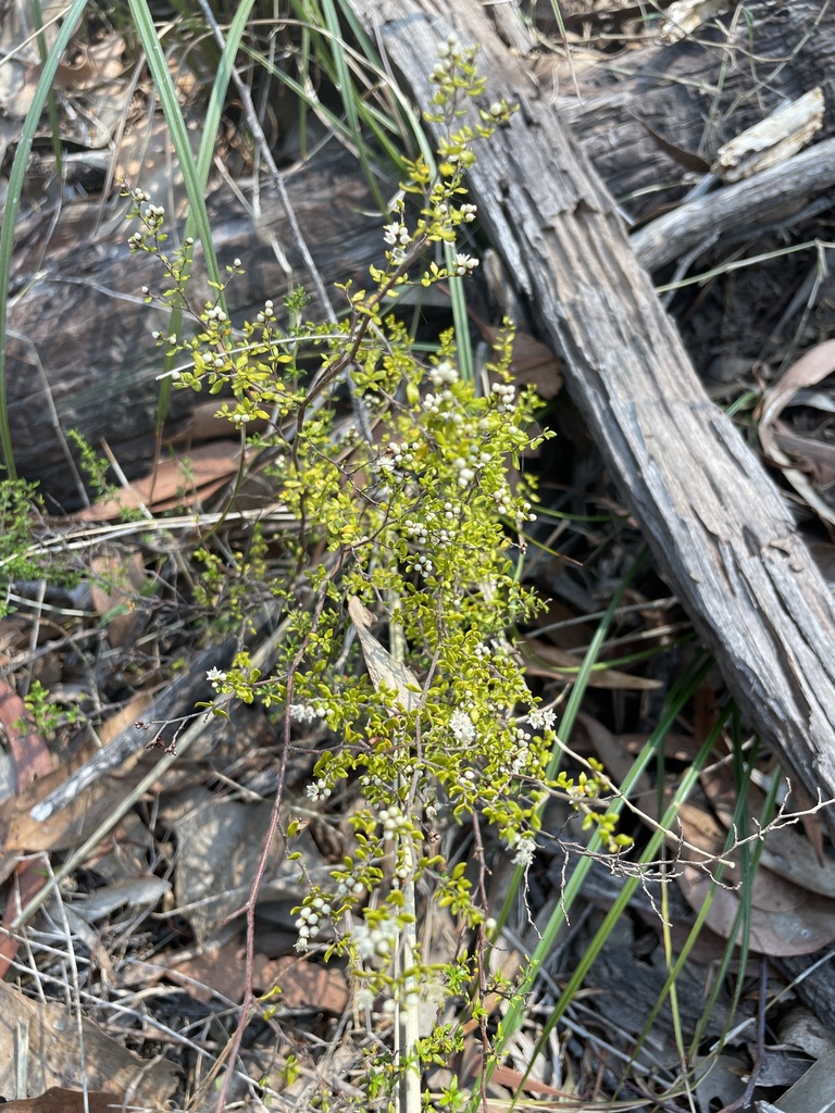 flowering plants from Chinchilla, AU-QL, AU on November 15, 2023 at 08: ...