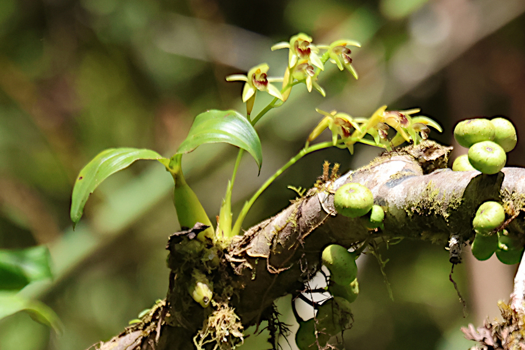 Coelogyne from Manusela National Park, Maluku County, Maluku, Indonesia ...