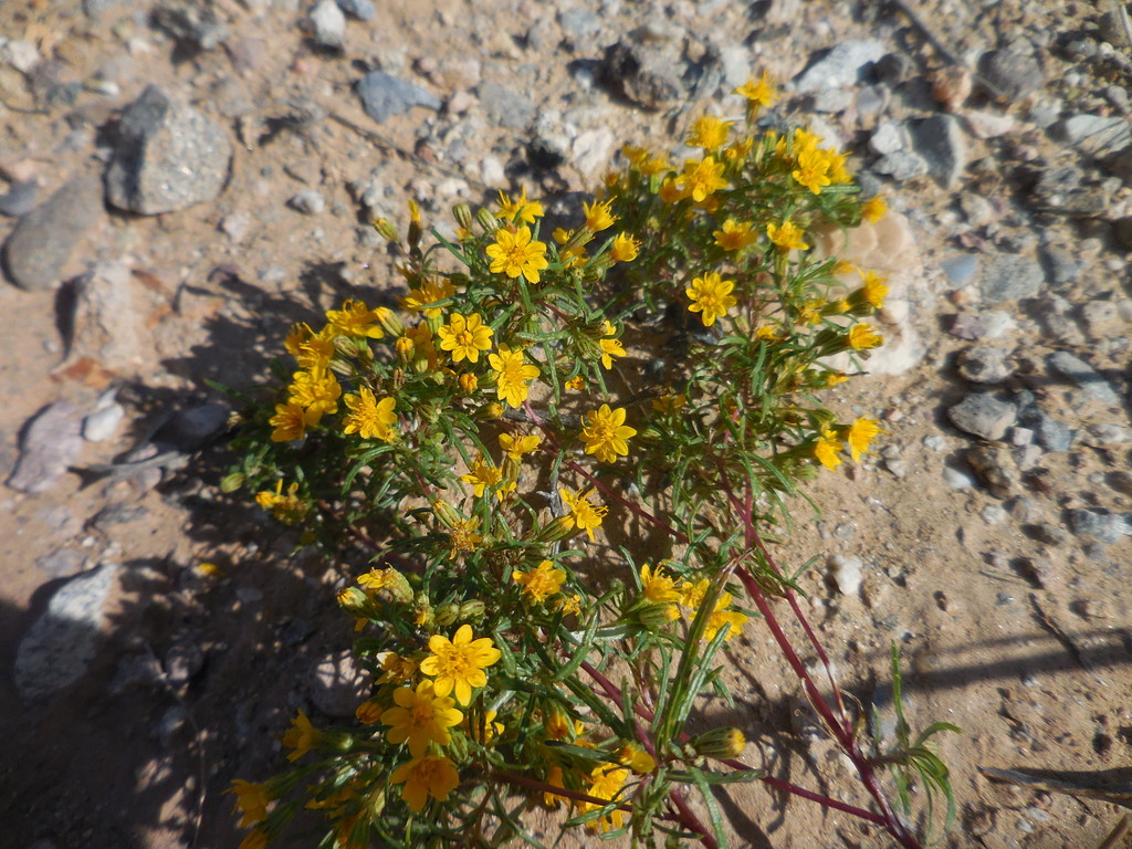 Chinchweed from Picacho Peak Wilderness on November 5, 2022 at 10:49 AM ...