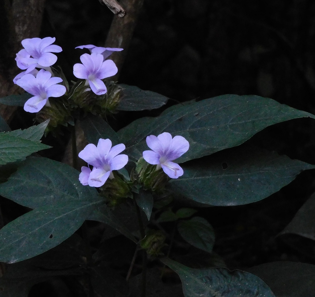 Philippine violet from Smanora Range, Uttarakhand, India on November 19 ...