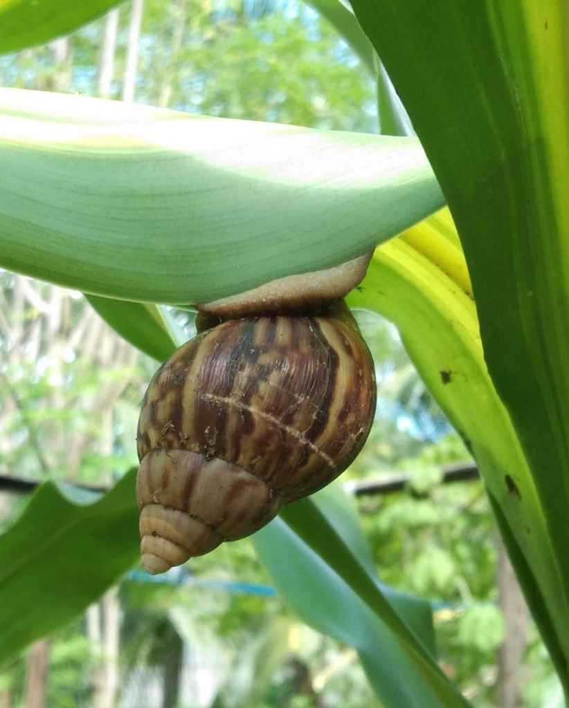 African Giant Snail from 5JQX+F85, Bunawan, Davao City, Davao del Sur ...