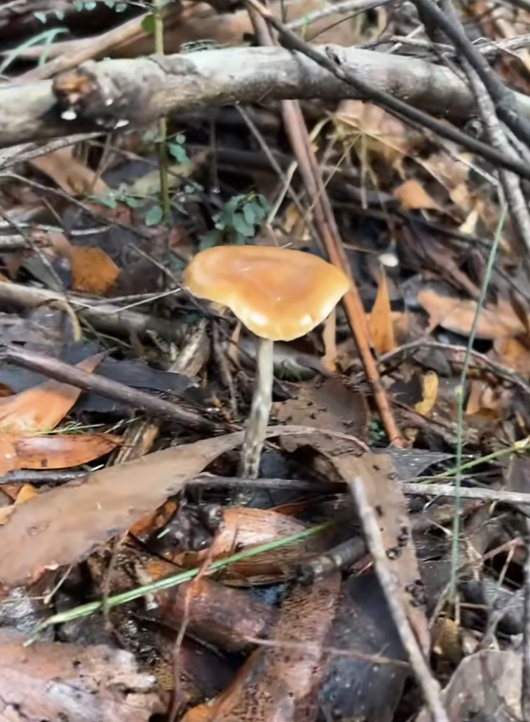 Wavy Cap in November 2023 by ana_galindomartinez · iNaturalist